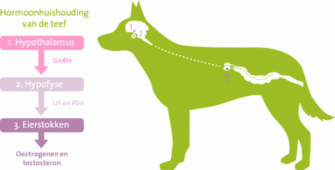 Normale hormoonhuishouding van de teef - LUPO Dog Center